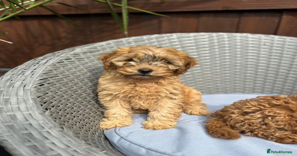 Lovely girl F1B Cavapoo for sale in Bexleyheath | Pets4Homes
