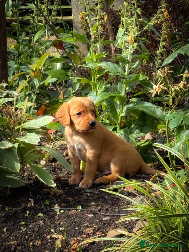Beautiful Deep Dark Red Cockerdors Cockadors for sale in Sleaford ...