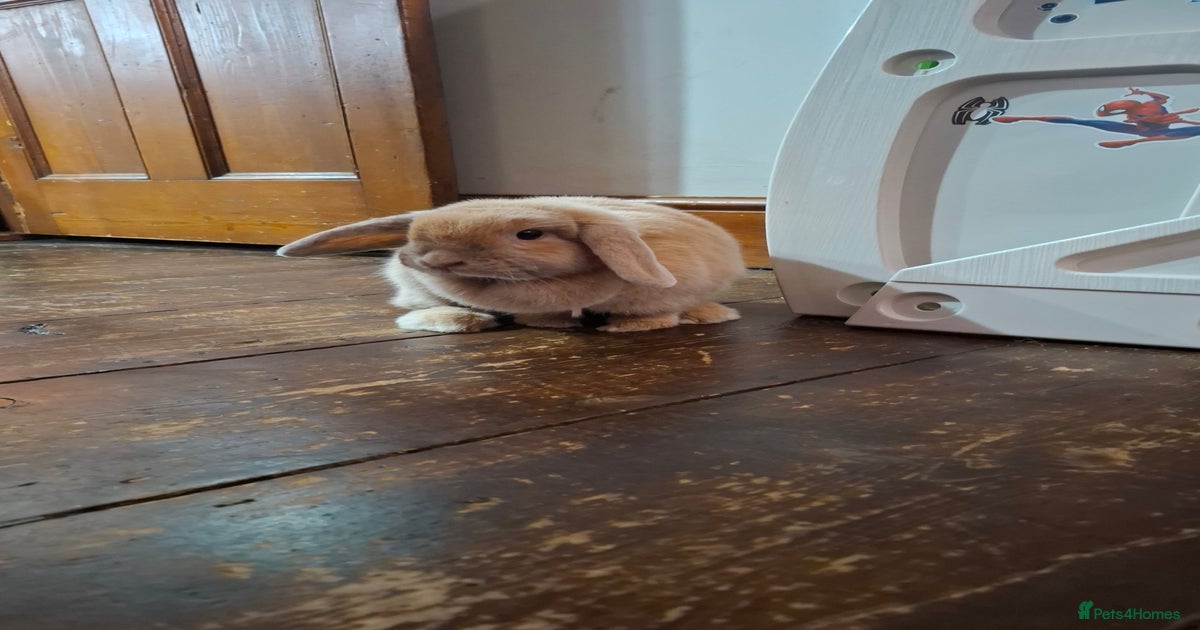Fawn Lop Rabbit for sale for sale in Gillingham | Pets4Homes