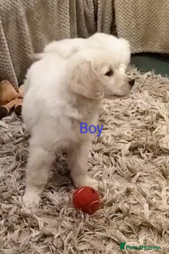 GOLDEN RETRIEVER PUPS for sale in Barnard Castle | Pets4Homes