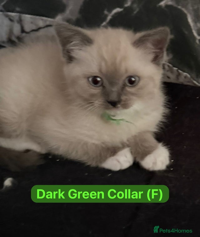 Championship Bloodline Ragdoll Kittens for sale in Isleworth | Pets4Homes