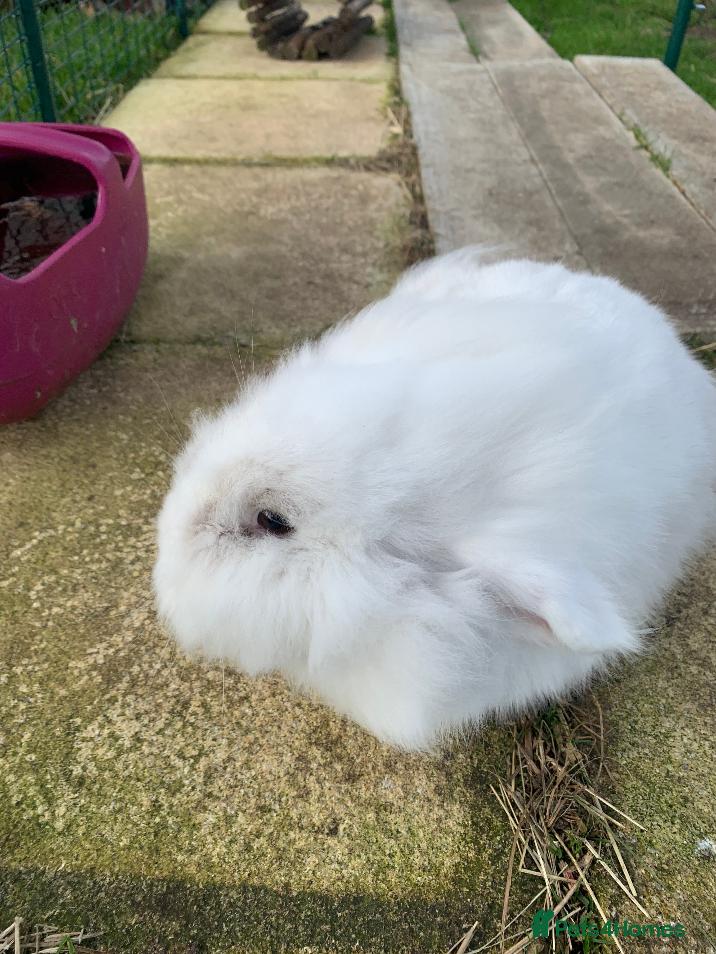 Two neutered male rabbits bonded pair for sale in Diss | Pets4Homes