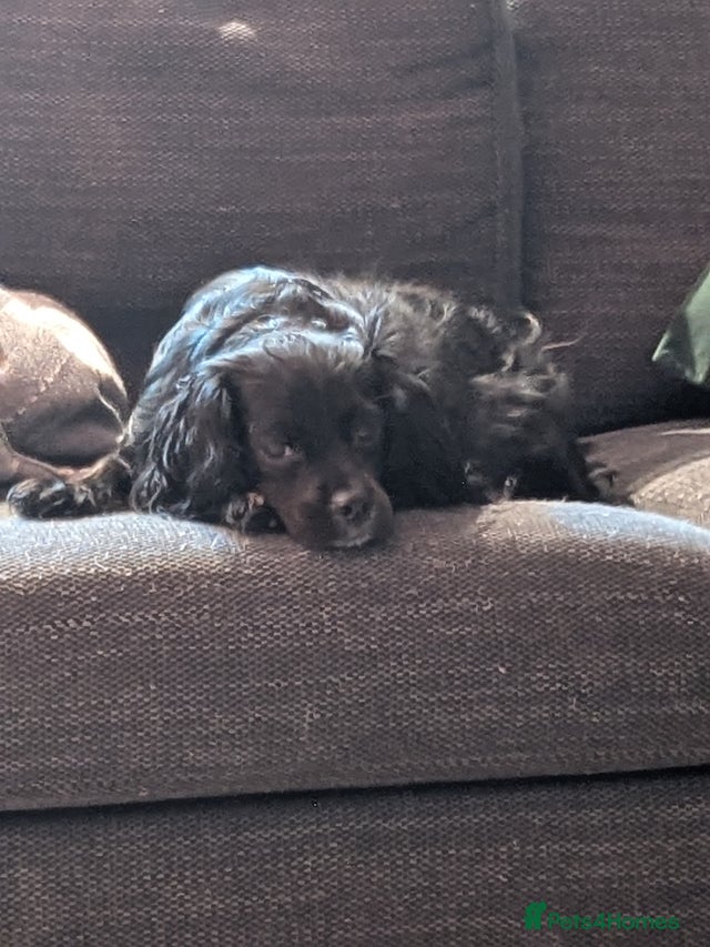 Cavapoo and miniature daschund for rehome for sale in Derby | Pets4Homes