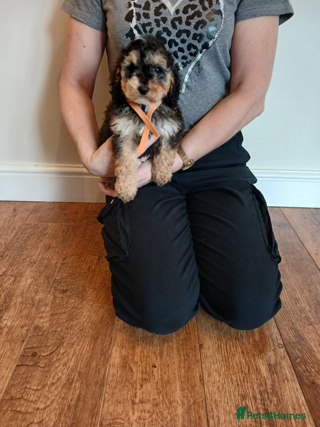 Cockapoo puppies for sale in Barnsley | Pets4Homes