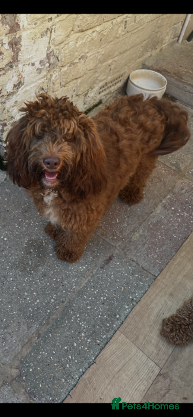 F2 Cockapoo for sale for sale in Littlehampton | Pets4Homes