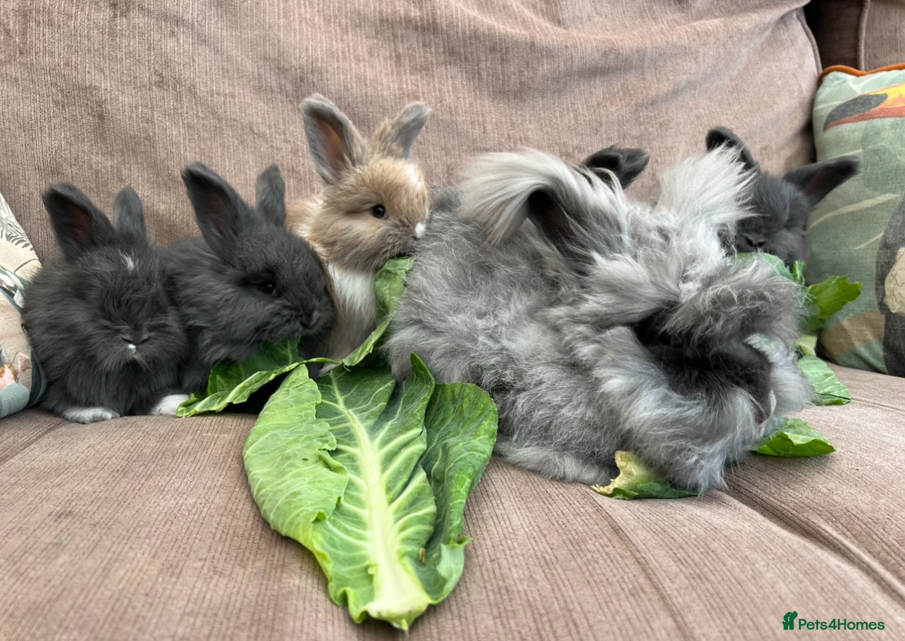 Male and female full breed angora rabbits for sale in Bury Saint ...