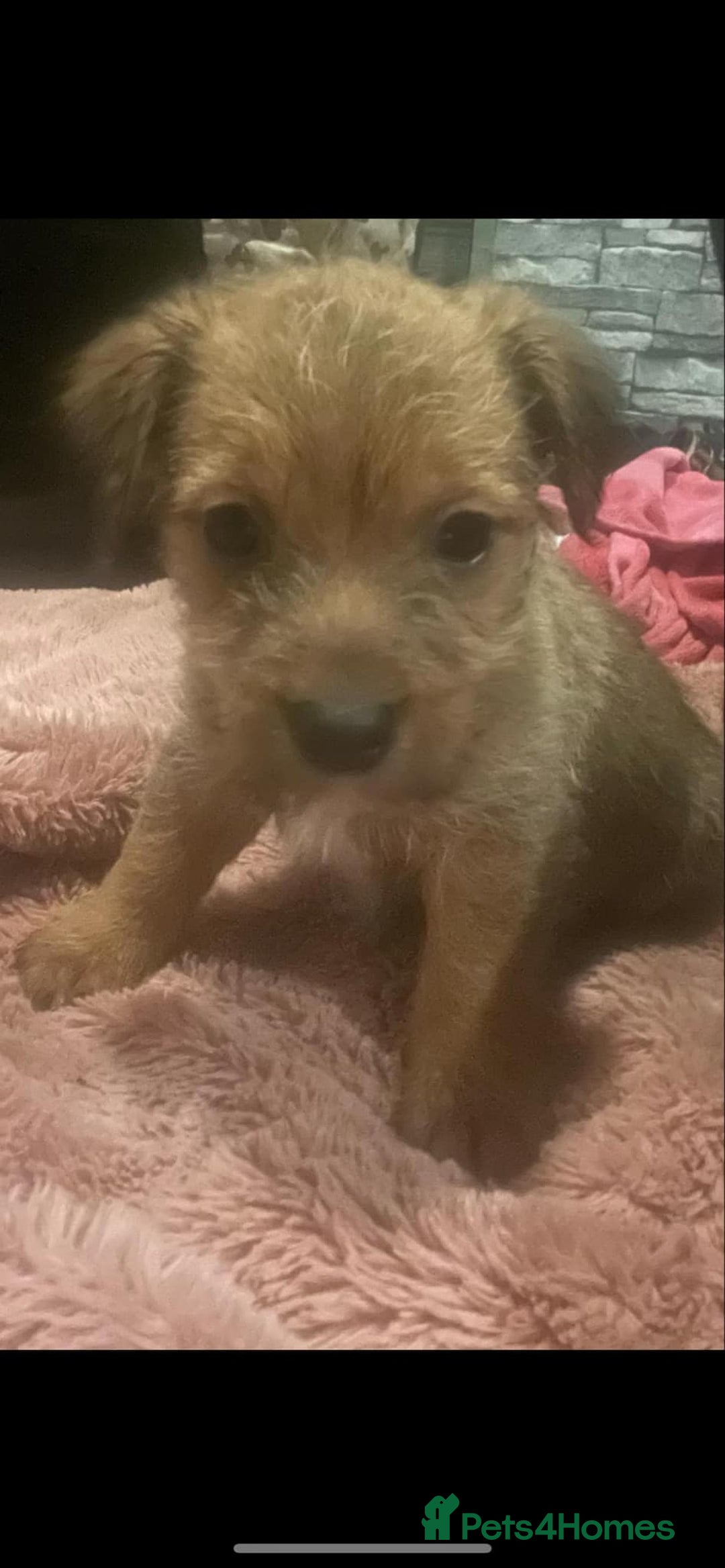 Patterjack puppies for sale | Pets4Homes