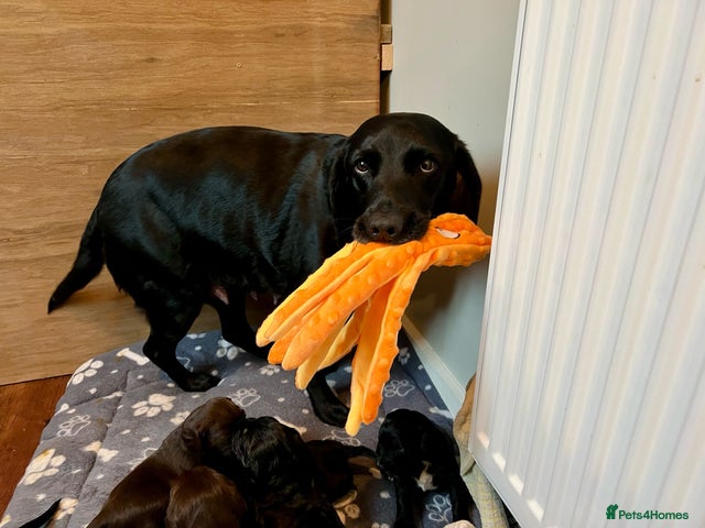 Gorgeous Sprockador puppies for sale in Whitchurch | Pets4Homes