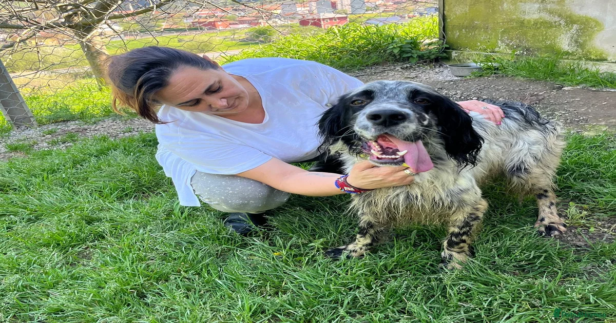 Bairon for adoption in Sandbach | Pets4Homes