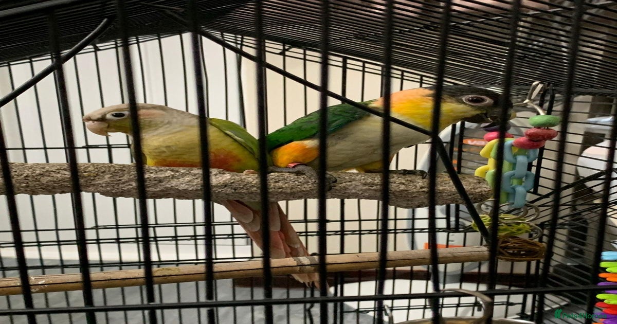 Caique & Conure for Sale – Must Go Together for sale in Manchester ...