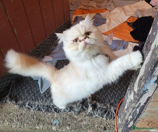 A female Persian cat. for sale in Walsall | Pets4Homes