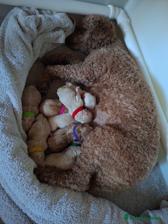 Our Wilma's Octet of Maltipoos! for sale in Preston | Pets4Homes