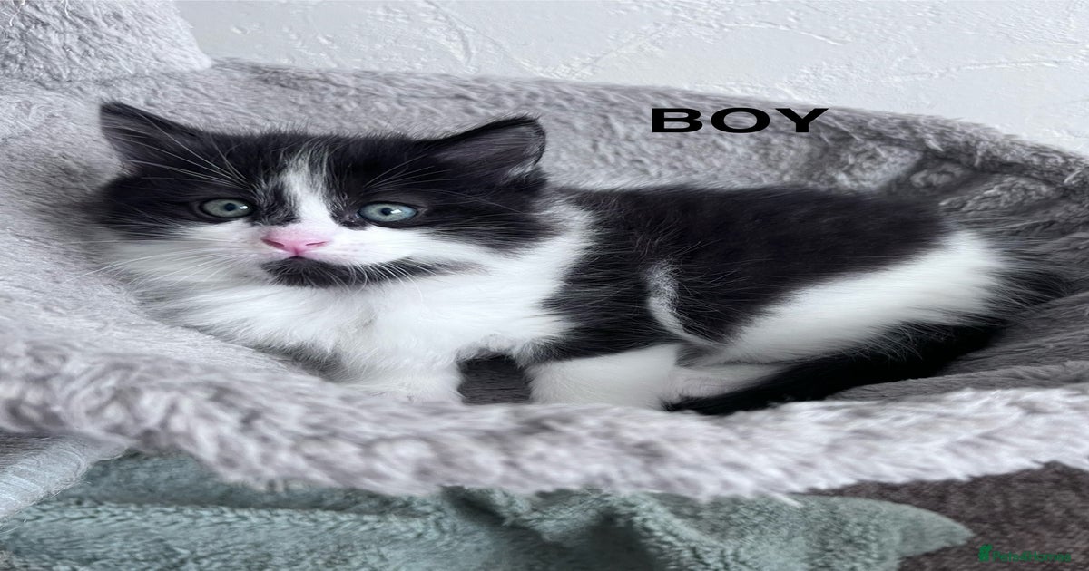 Mixed Breed black and white boy - Beautiful half Ragdoll kittens for ...