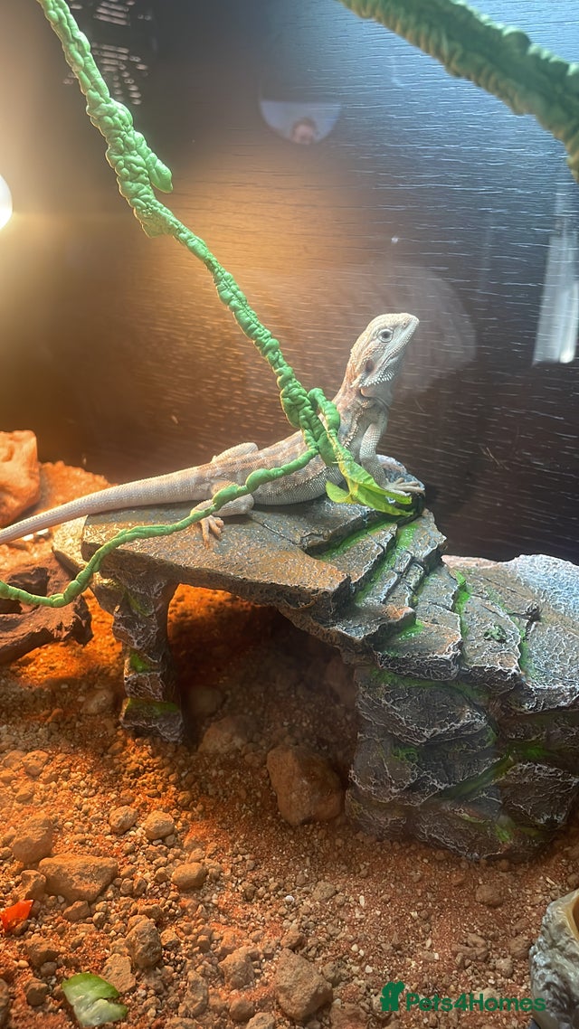 Bearded dragon for sale in Manchester | Pets4Homes