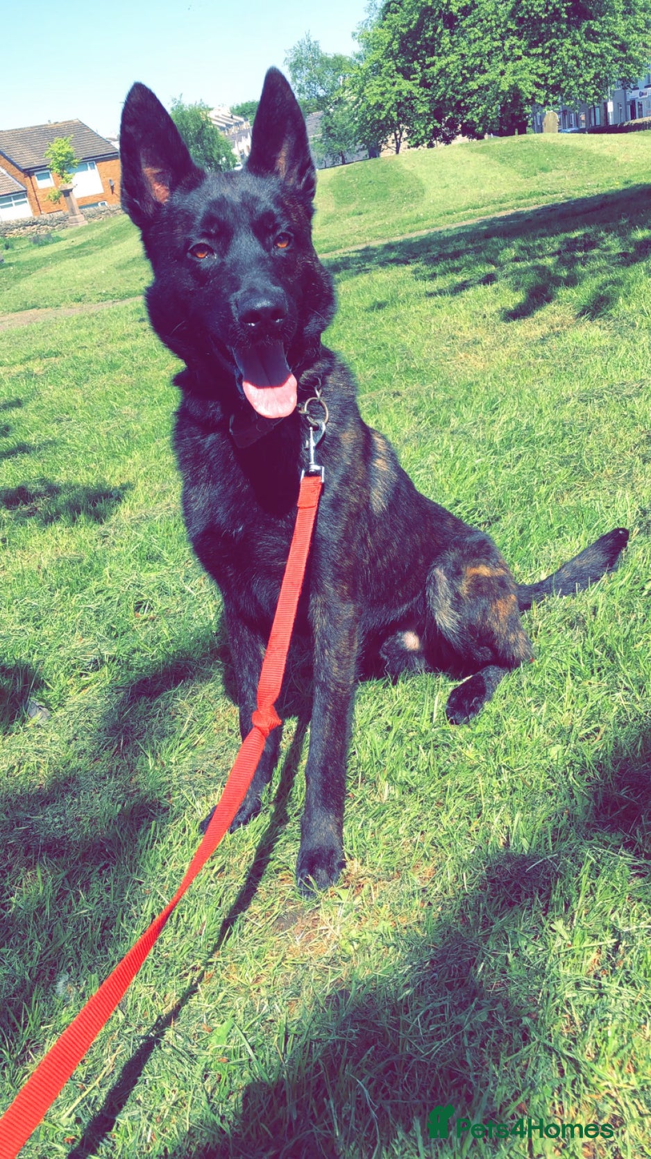 Dutch shepherd Puppies for sale | Pets4Homes