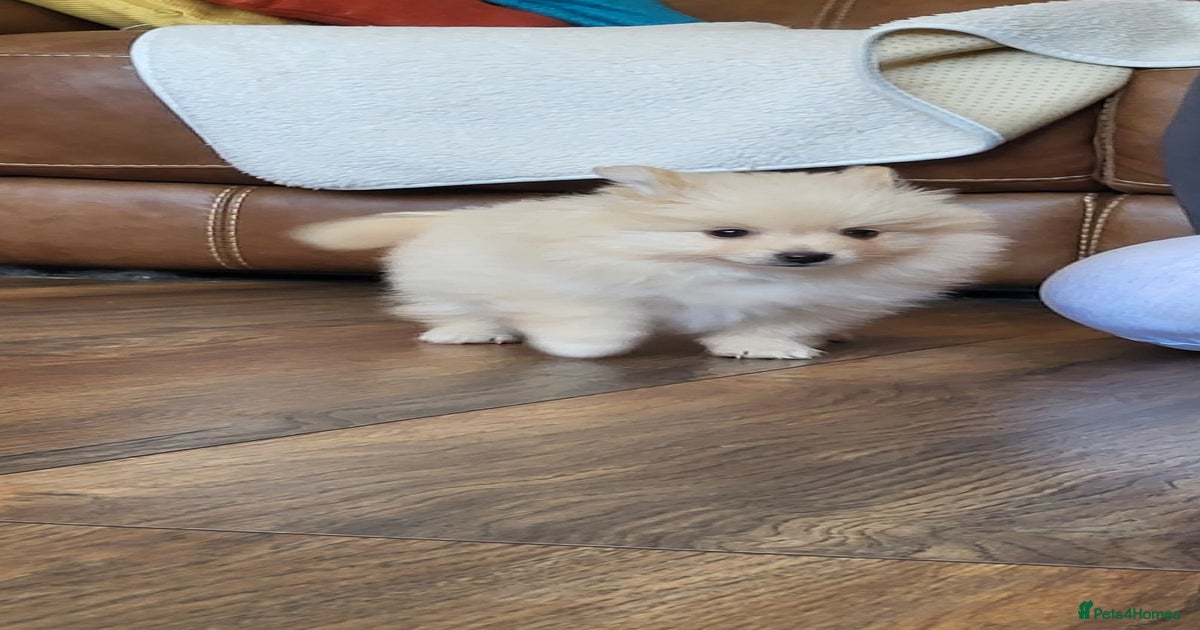 Beautiful german spitz for sale in Boston | Pets4Homes