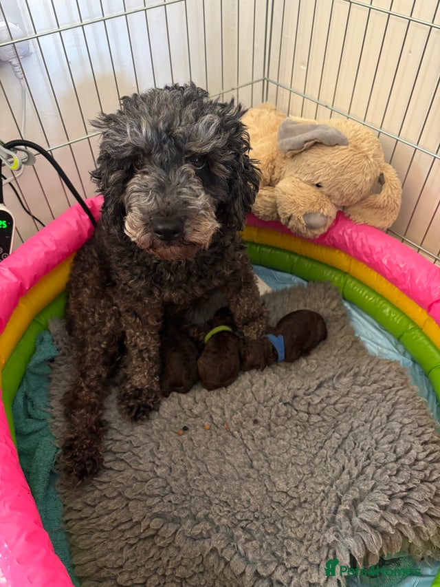 Female cockapoo puppy brown and tan for sale in Letchworth Garden City ...