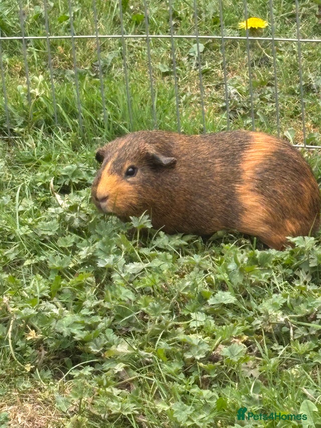 A bonded pair of male guinea pigs for sale in Stonehouse | Pets4Homes