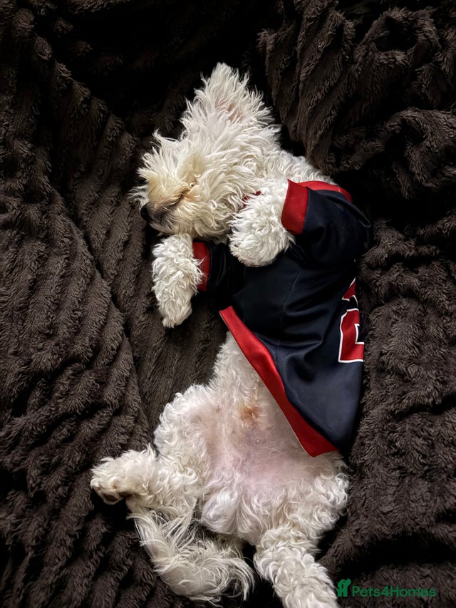 Bichon frise for sale in Birmingham | Pets4Homes