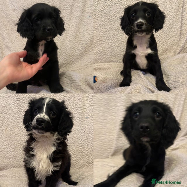 Sprocker poo puppies 11 weeks old for sale in Llanymynech | Pets4Homes