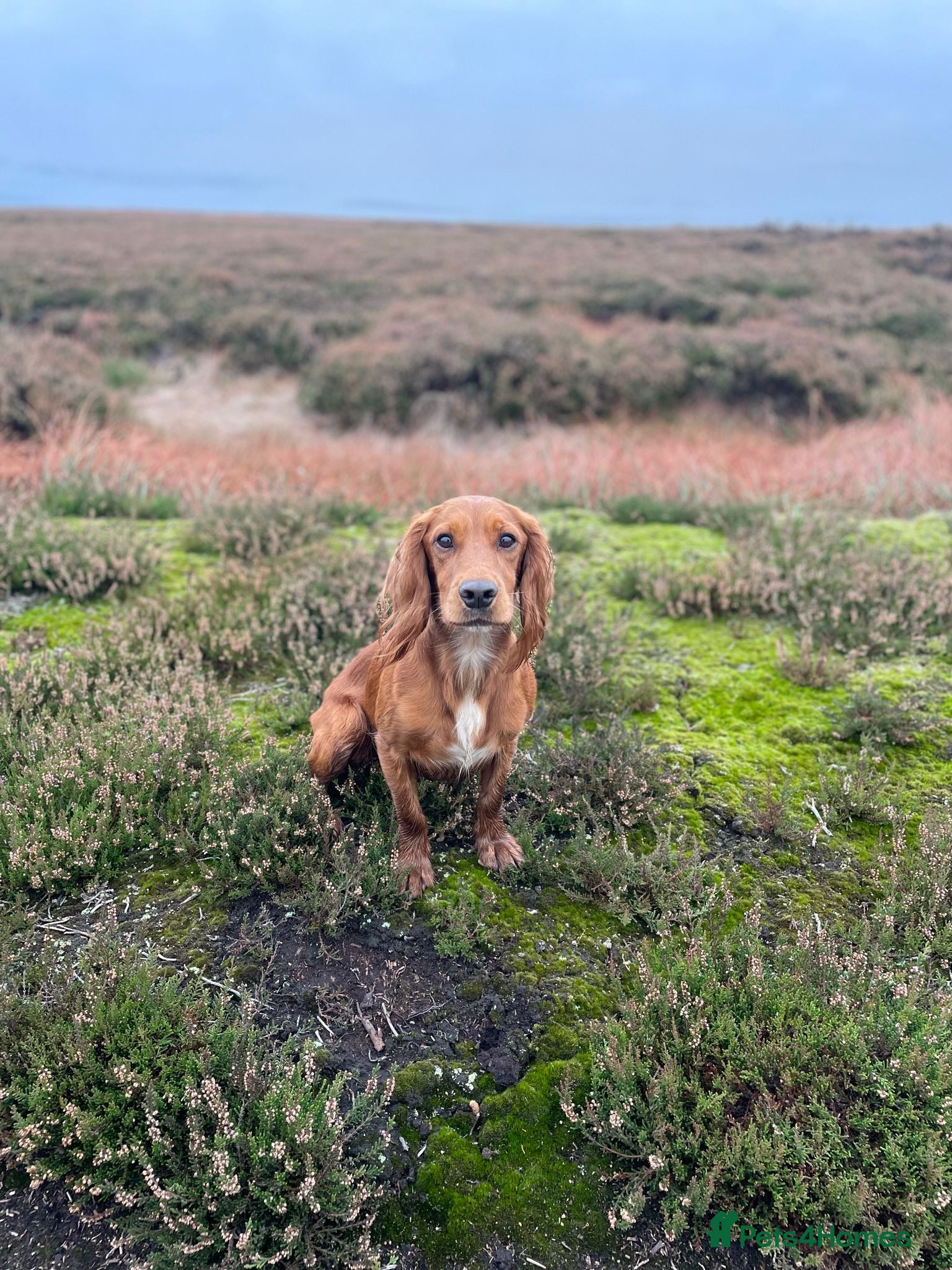 Fully Healty tested FTCH X FTCH Red at Stud for stud in Dover | Pets4Homes