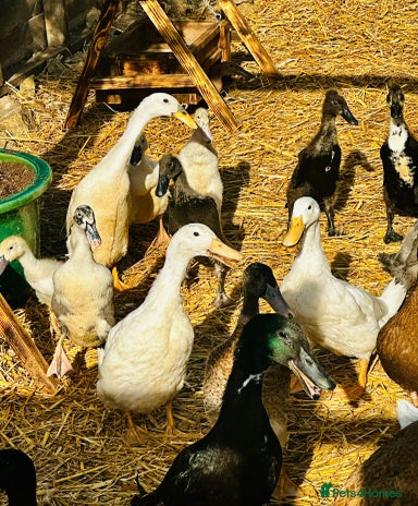 Indian runner duck Ducks Poultry for sale | Pets4Homes