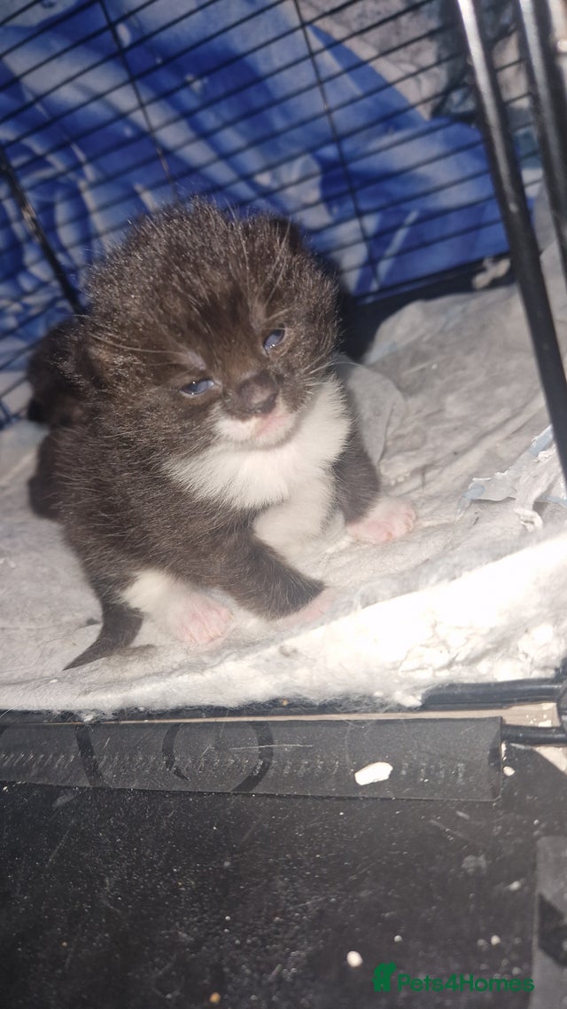 3 fluffy Kittens for sale for sale in London | Pets4Homes