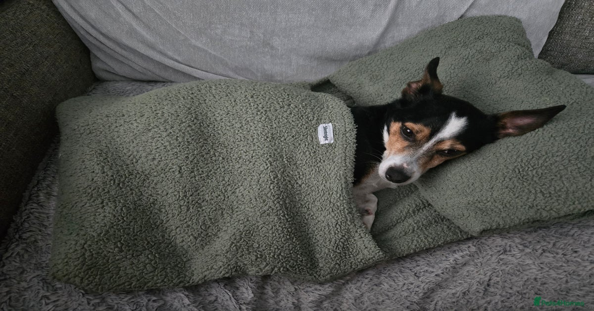 8 year old jack/chihuahua for sale in Evesham | Pets4Homes