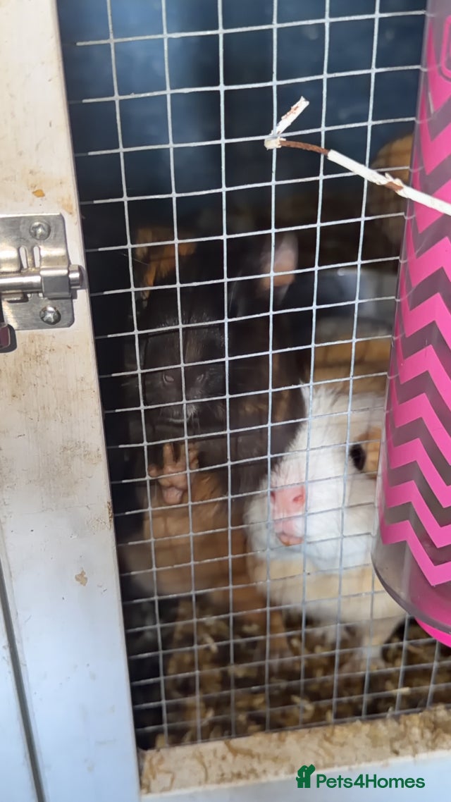 Mix of Guinea pigs for sale in Bridgend | Pets4Homes