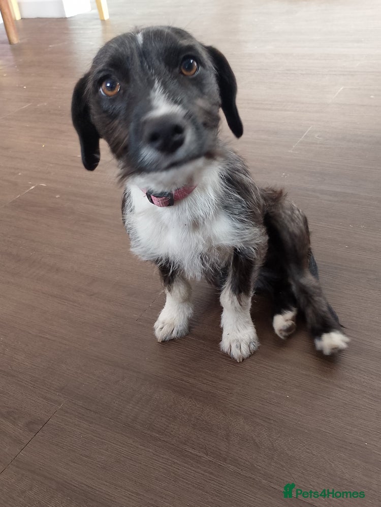 Patterjack 1yo for sale in Rotherham | Pets4Homes