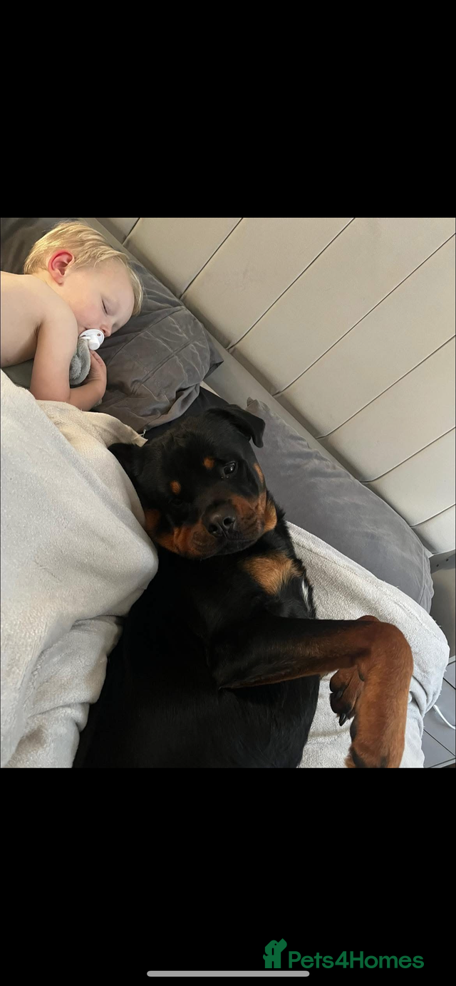 2 year old male Rottweiler rocco for sale in Bishop Auckland | Pets4Homes