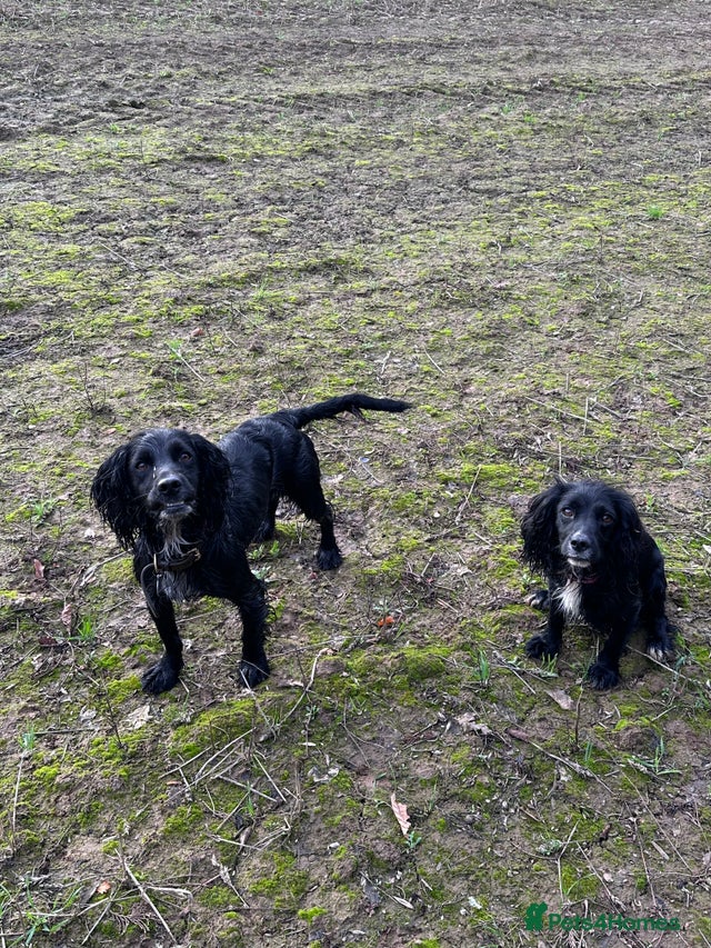 Perfect Cockerdor Puppies- Tiny Lab like for sale in Pickering | Pets4Homes
