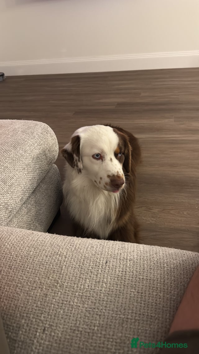 Mini American Shepherd for Stud for stud in Hitchin | Pets4Homes