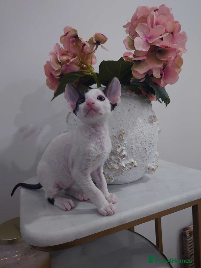Cornish Rex for sale in Boston | Pets4Homes