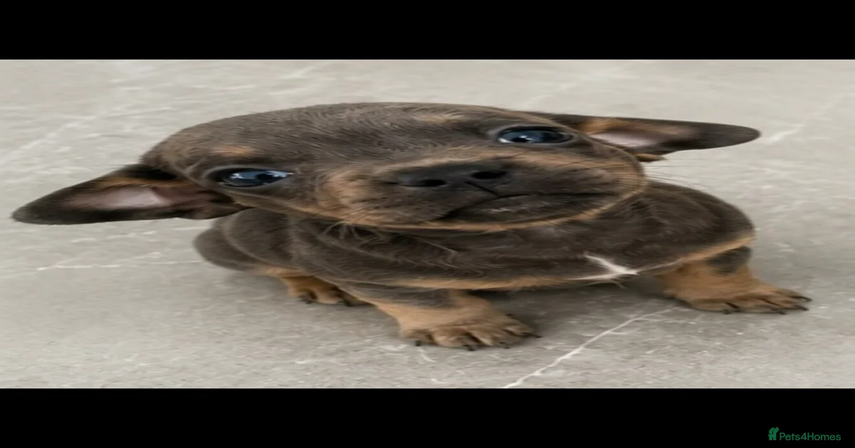 Mini French Dachshund Puppies 🐶 ️ for sale in Liverpool | Pets4Homes