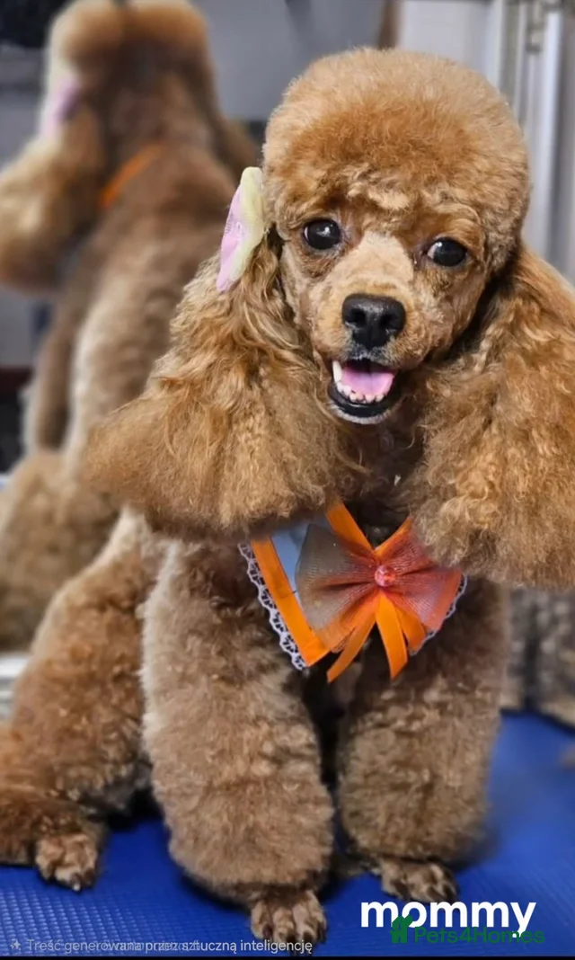 four beautiful little red poodle girls for sale in Spalding | Pets4Homes