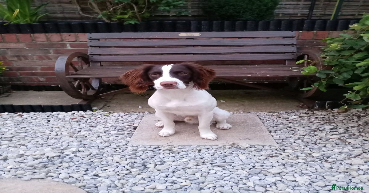 Liver and white springer spaniel. for stud in Consett | Pets4Homes