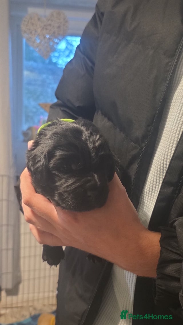 SHAR PEI CROSS LABDOODLE CROSS SPROCKER PUPS for sale in Appleby-in ...