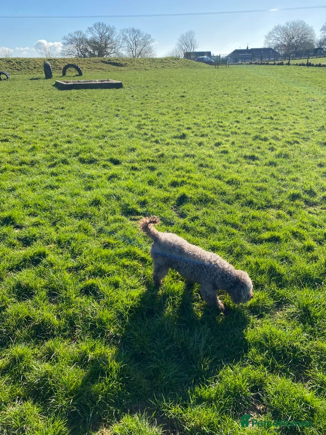 Mini poodle male for sale in Horsham | Pets4Homes