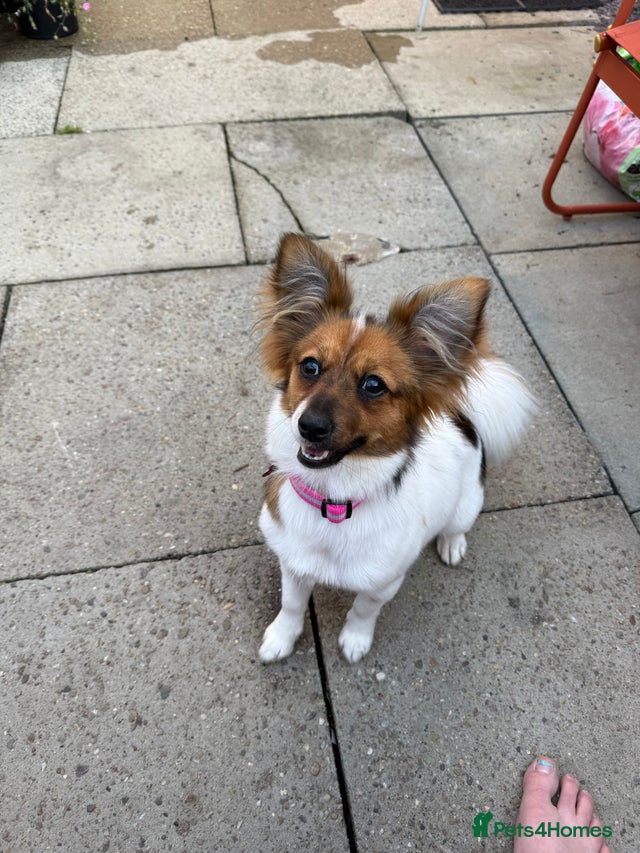 Pip - gorgeous 15 month old Pom Jack for sale in Manchester | Pets4Homes
