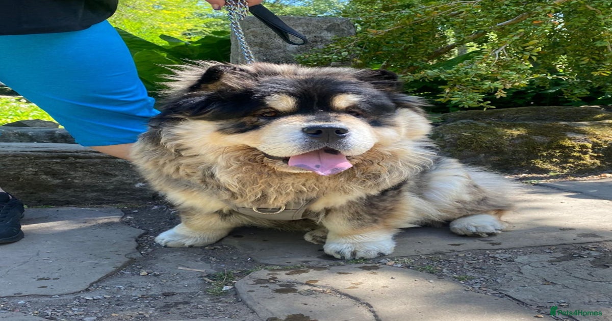Merle Tan Chow Chow Available for Stud for stud in Sheffield | Pets4Homes