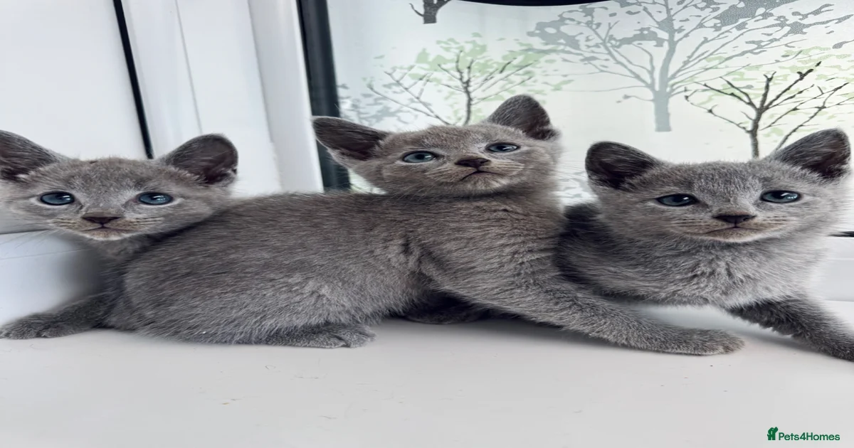 TICA Rusian Blue kittens for sale in Maidstone | Pets4Homes