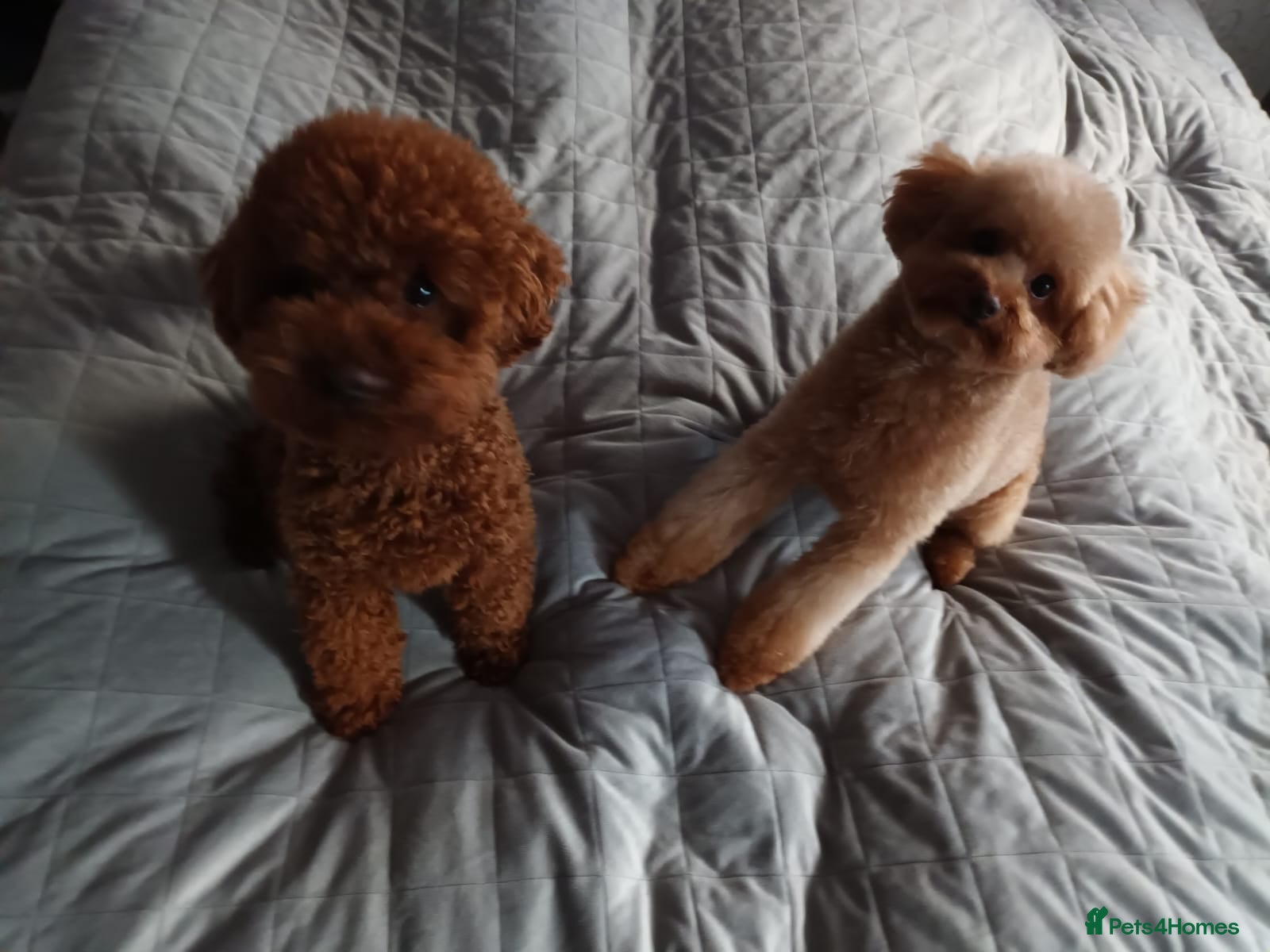 Stunning champion 🏆 blood toy poodles for sale in Telford | Pets4Homes