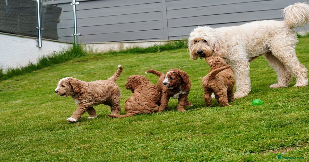 Australian Double Doodle for sale in Exeter | Pets4Homes