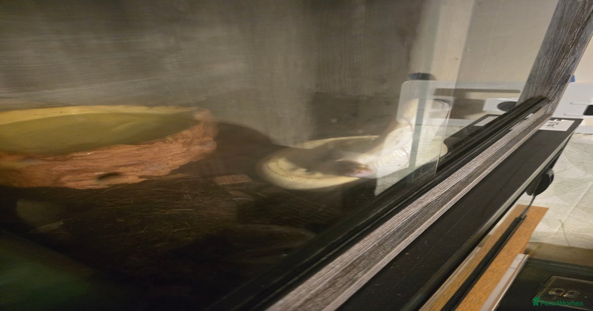 Royal python for sale in Barnsley | Pets4Homes