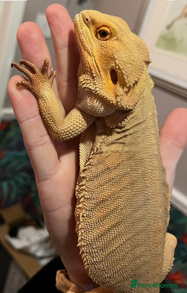 Witblit bearded dragons adult male for sale in Prestatyn | Pets4Homes