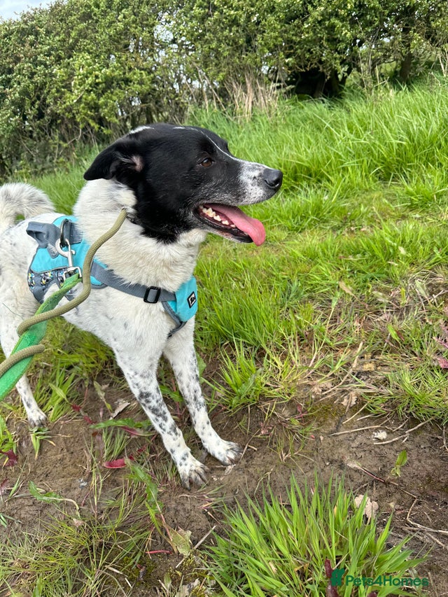 Meet Aram currently residing in Cheshire for adoption in Nantwich | Pets4Homes