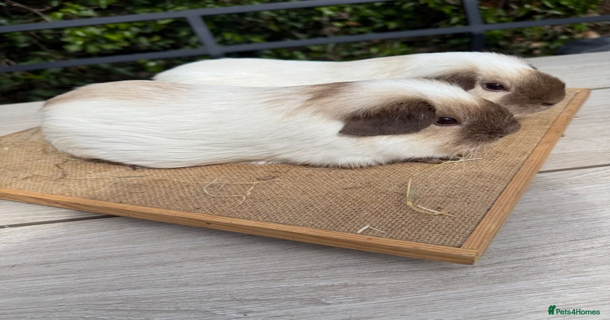 Guinea Pig Rodents for sale | Pets4Homes