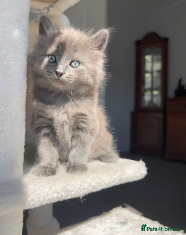 Beautiful fluffy Russian Blue female for sale in Dewsbury | Pets4Homes