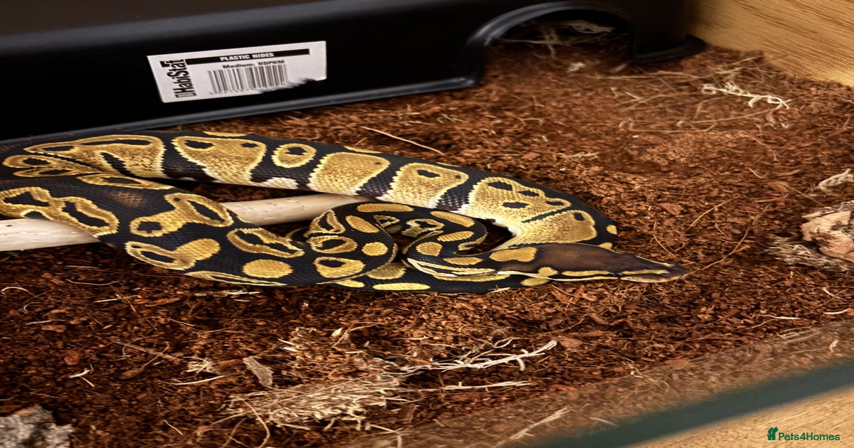 Royal python &set up for sale in Birmingham | Pets4Homes